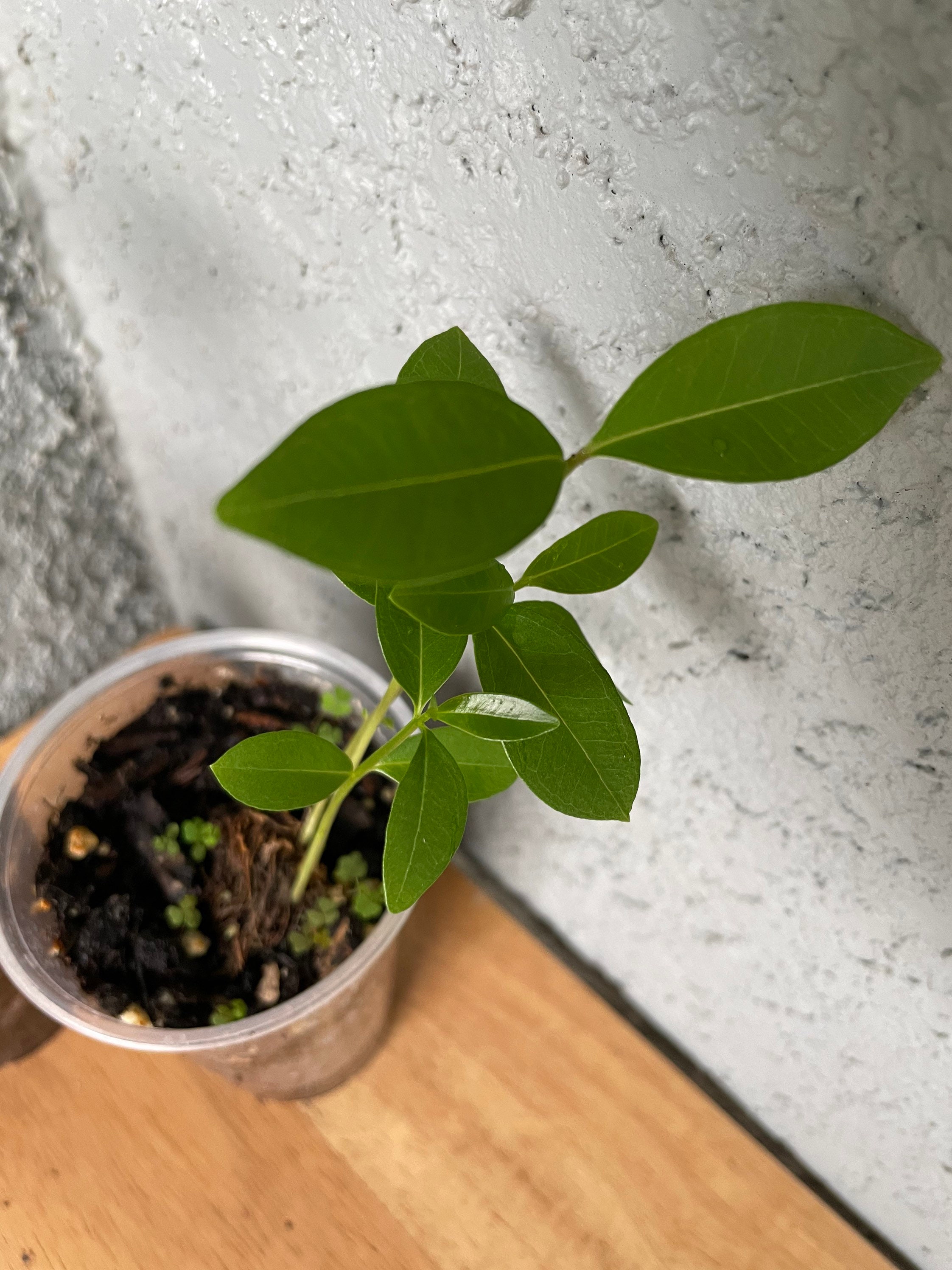 Jamun Plant java Plant, Malabar Plum - Etsy