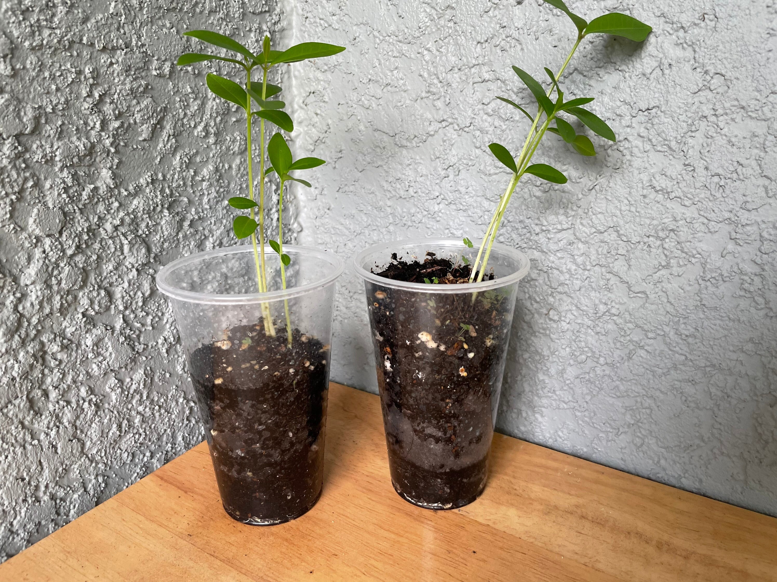 Jamun Plant java Plant, Malabar Plum - Etsy