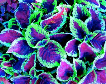 Blue Coleus Seeds - Etsy