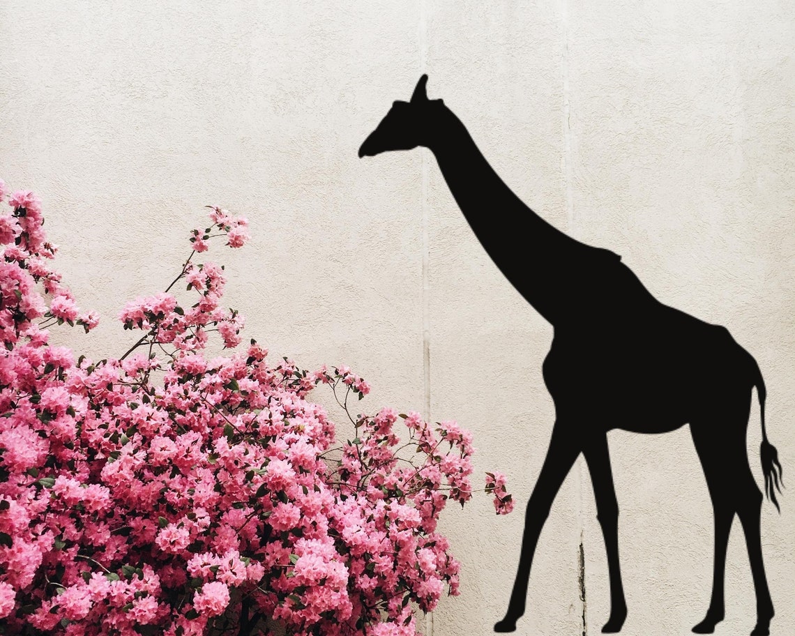 Safari Animals Silhouette Svg Zoo Animals Svg Bundle Jungle - Etsy