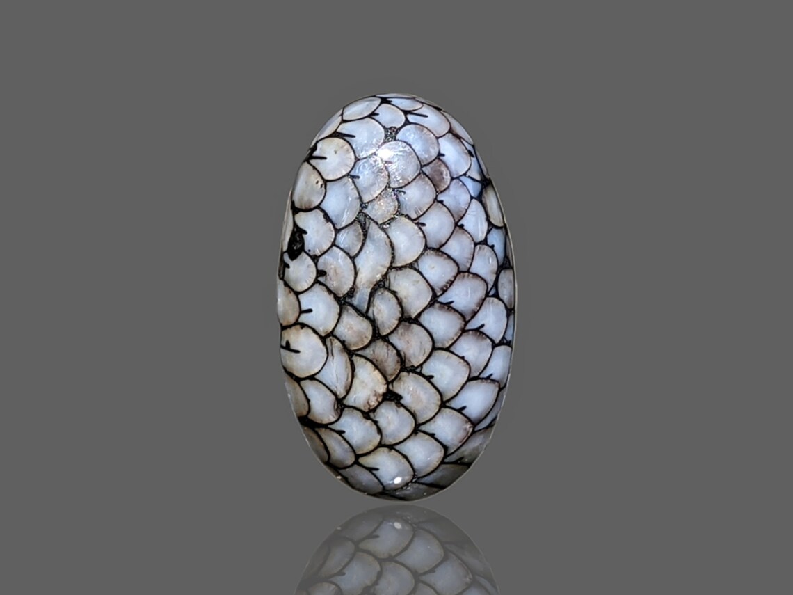 High Quality Natural Fossilized Snake Skin Stone Cabochon - Etsy