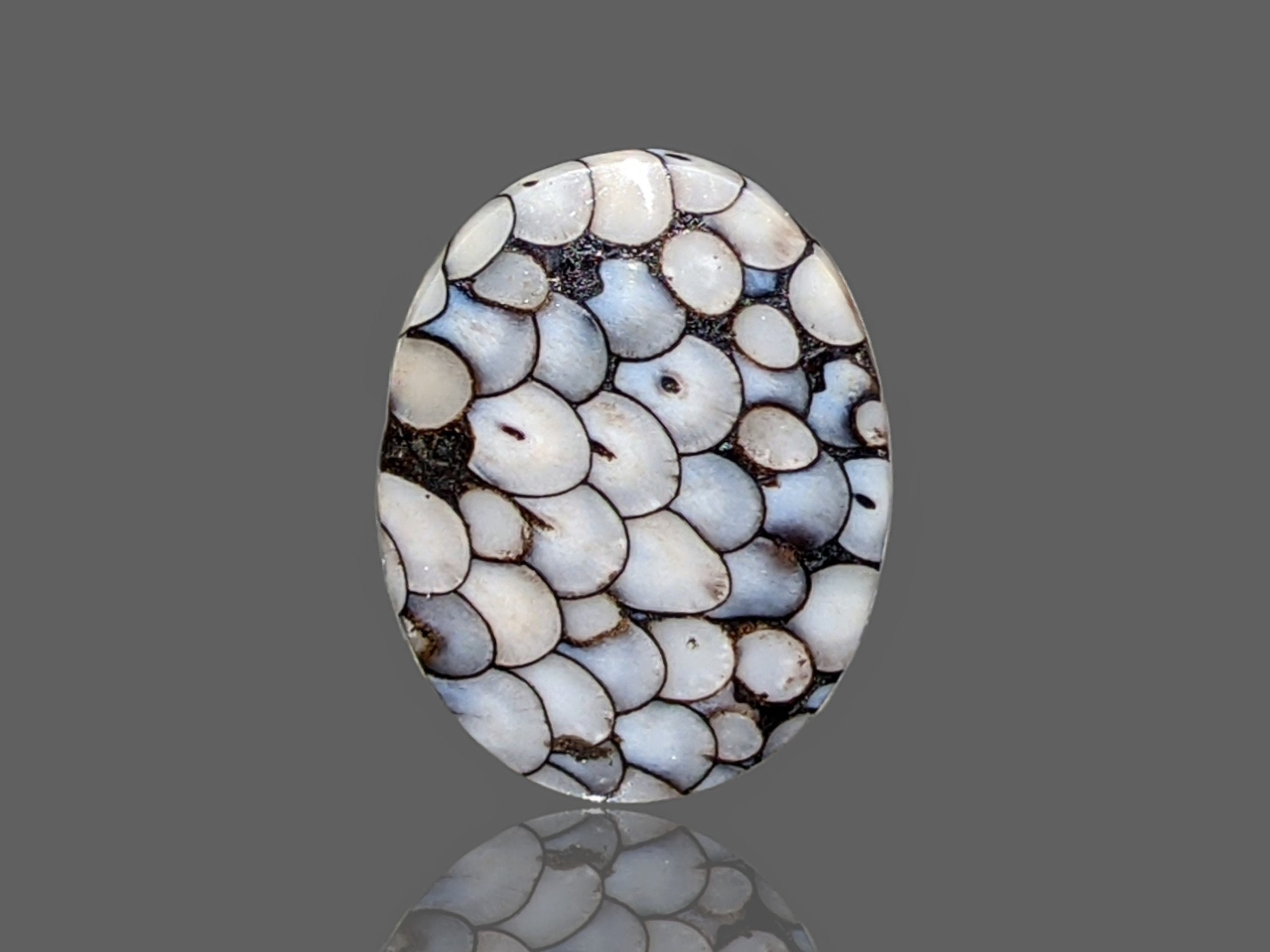 High Quality Natural Fossilized Snake Skin Stone Cabochon - Etsy
