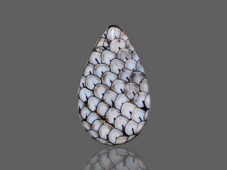 High Quality Natural Fossilized Snake Skin Stone Cabochon - Etsy