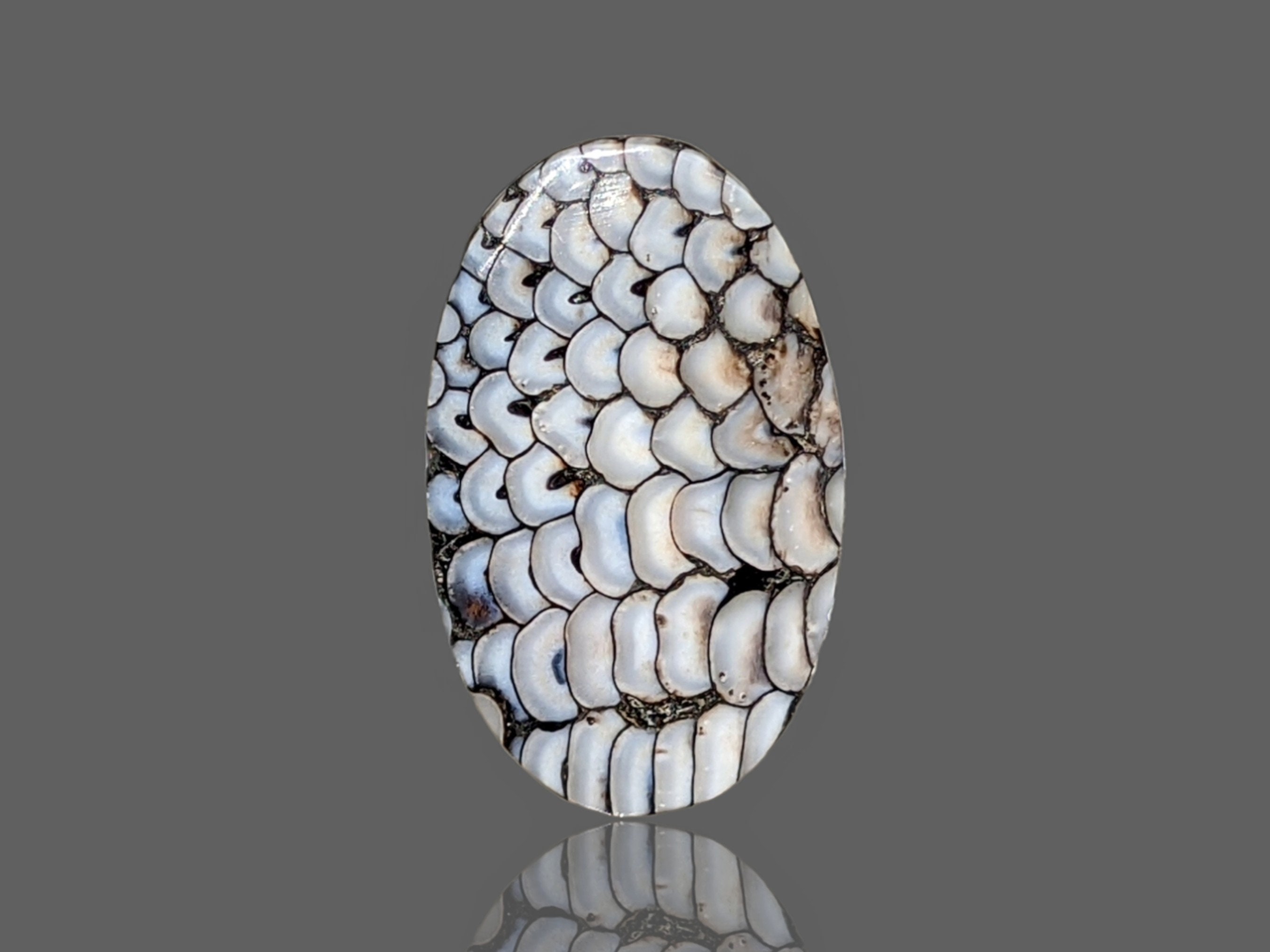 High Quality Natural Fossilized Snake Skin Stone Cabochon - Etsy