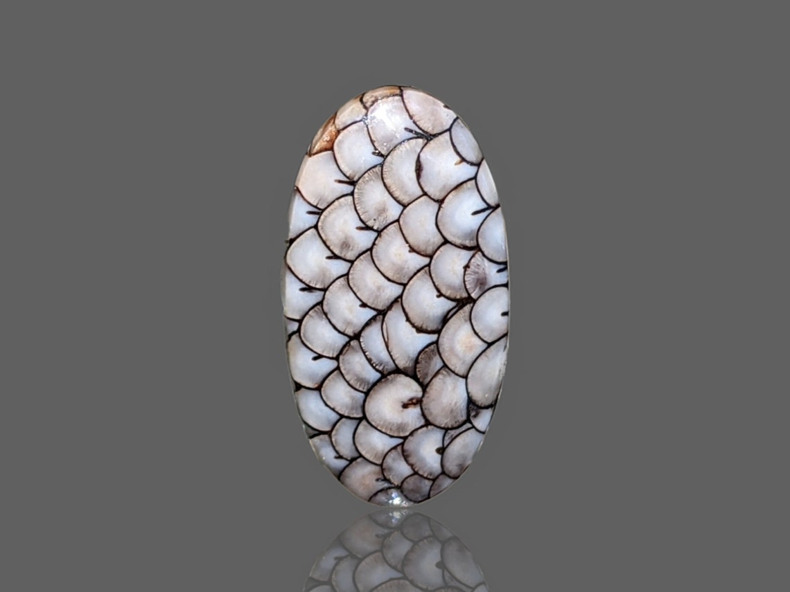 High Quality Natural Fossilized Snake Skin Stone Cabochon - Etsy