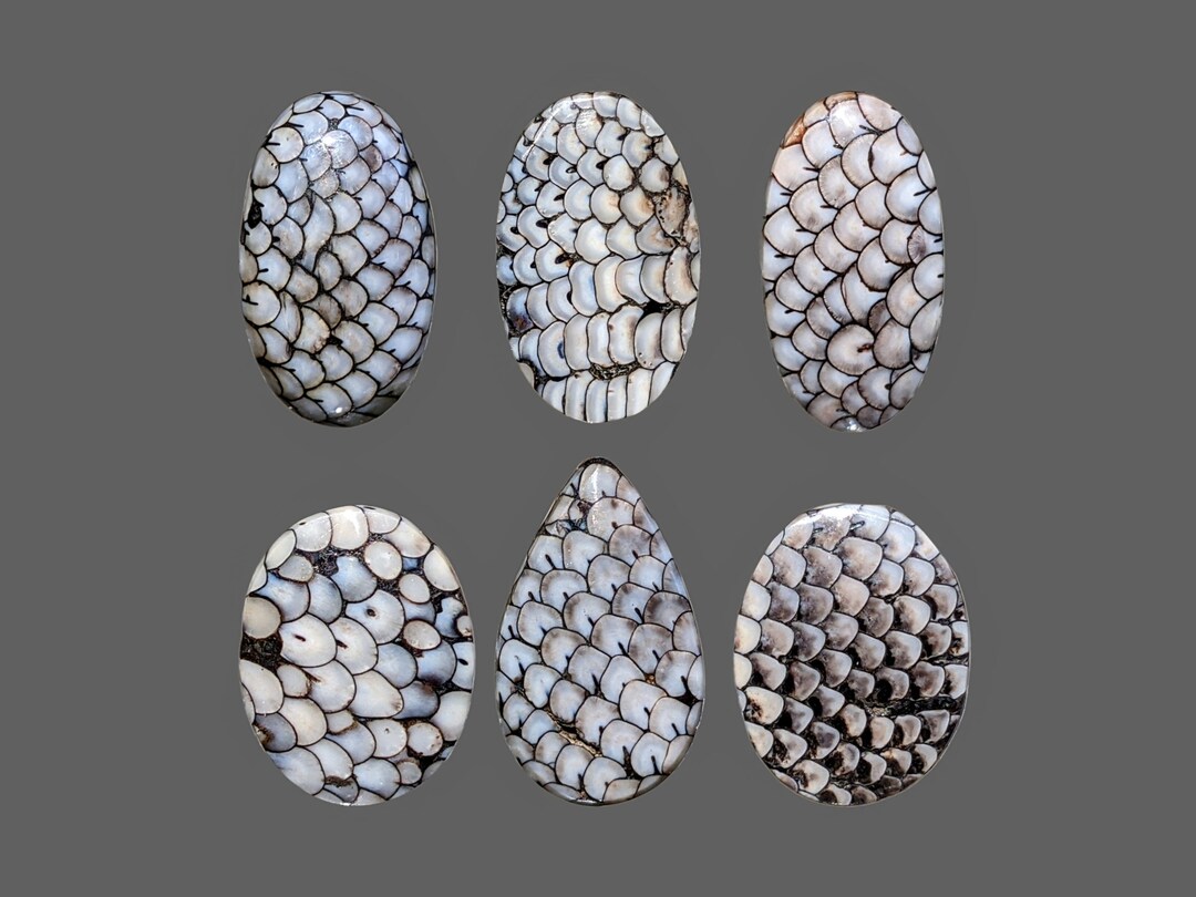 High Quality Natural Fossilized Snake Skin Stone Cabochon - Etsy