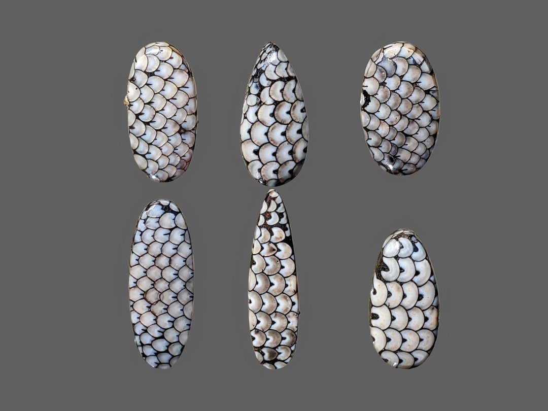 High Quality Natural Fossilized Snake Skin Stone Cabochon Beautiful ...