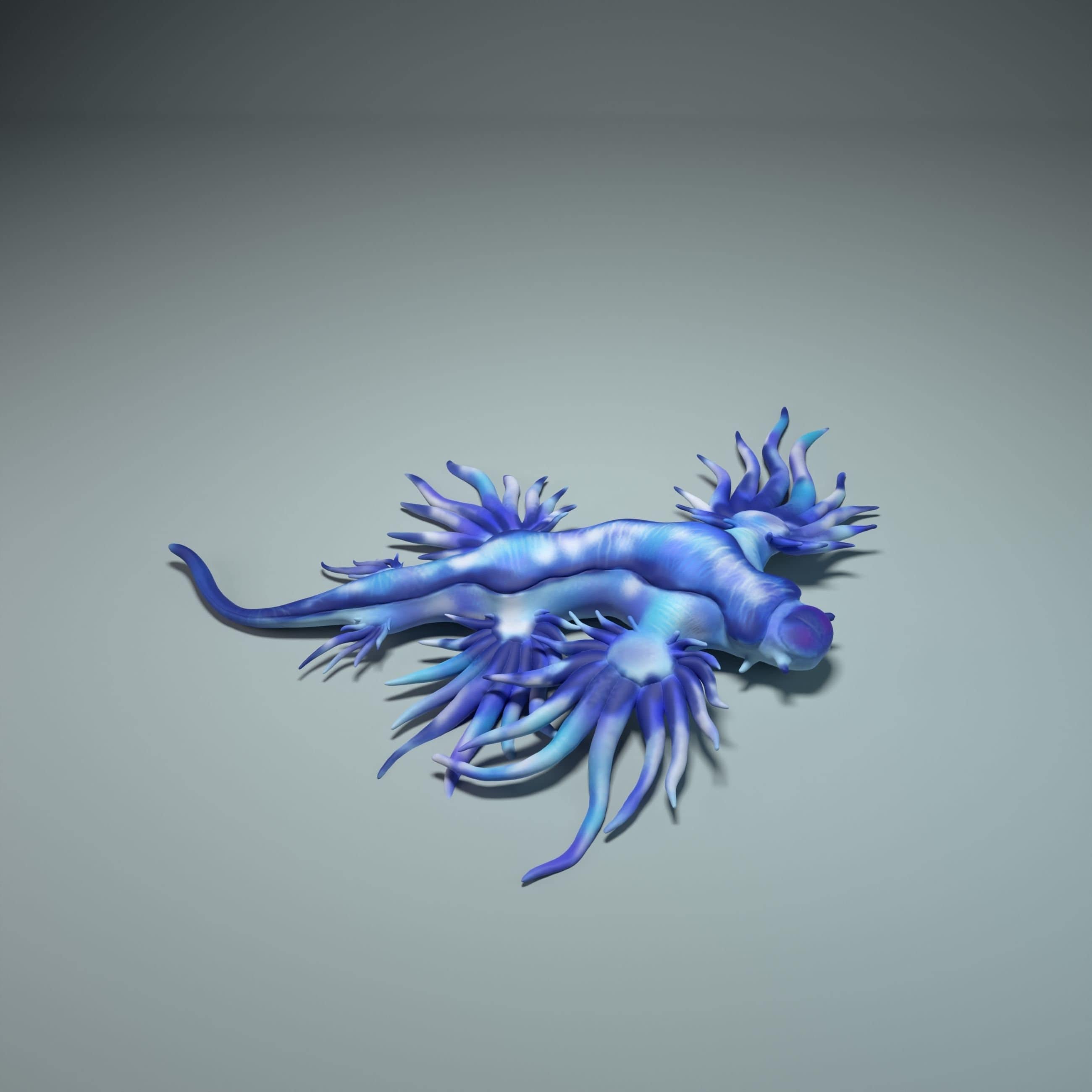 Glaucus Atlanticus Sea Slug Hoax