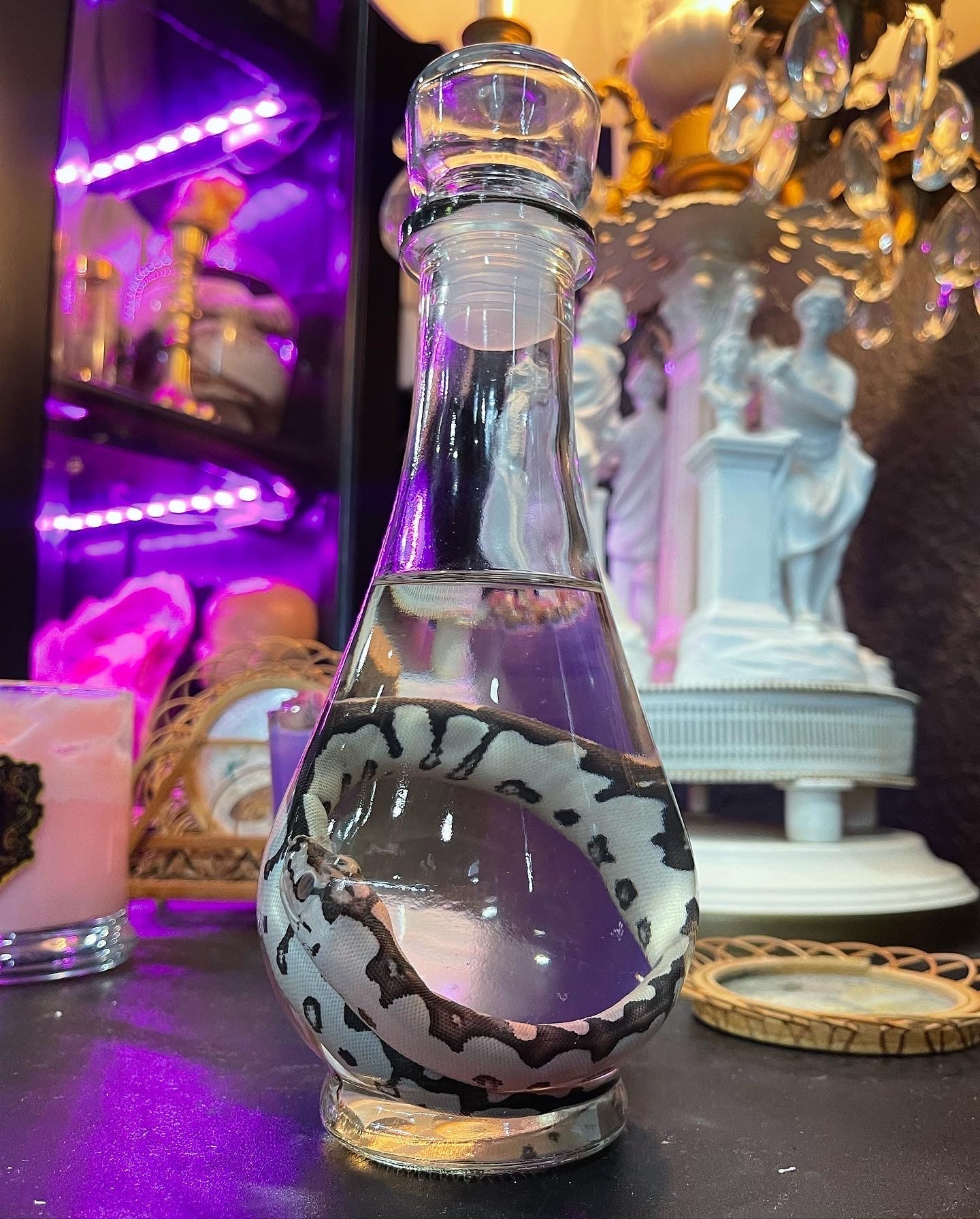 Desert Ghost Axanthic Clown Ball Python/wet Specimen/ethically Sourced ...