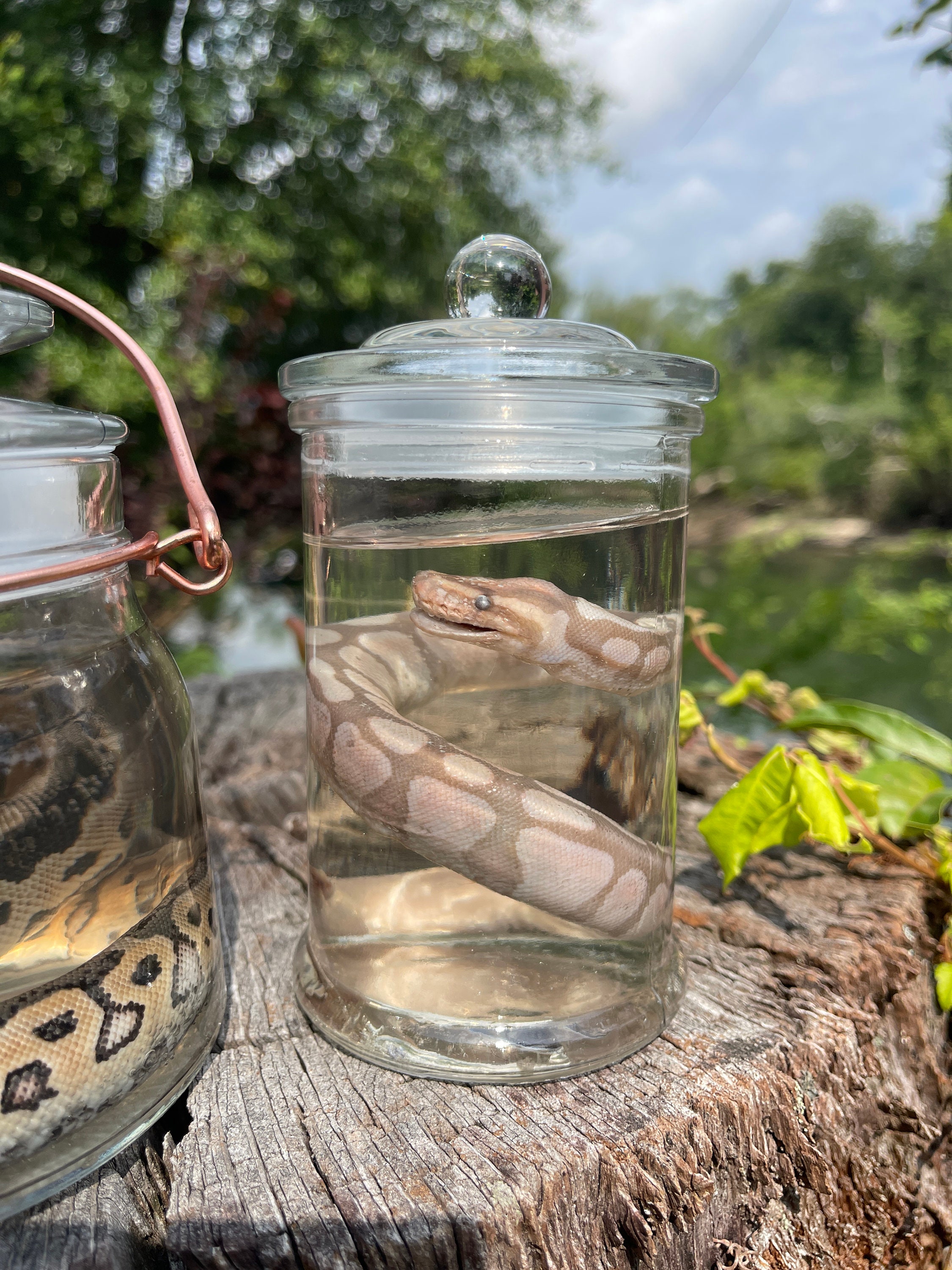 Garter Snakes In A Jar