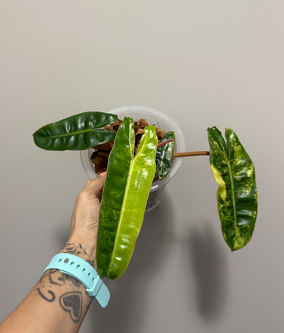 Variegated Billietae Philodendron Rare - Etsy