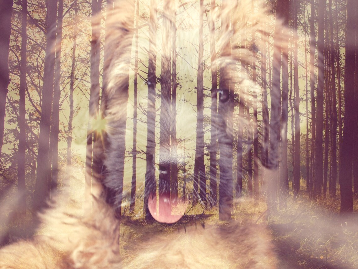 Briard, Golden Retriever and Labrador - Etsy