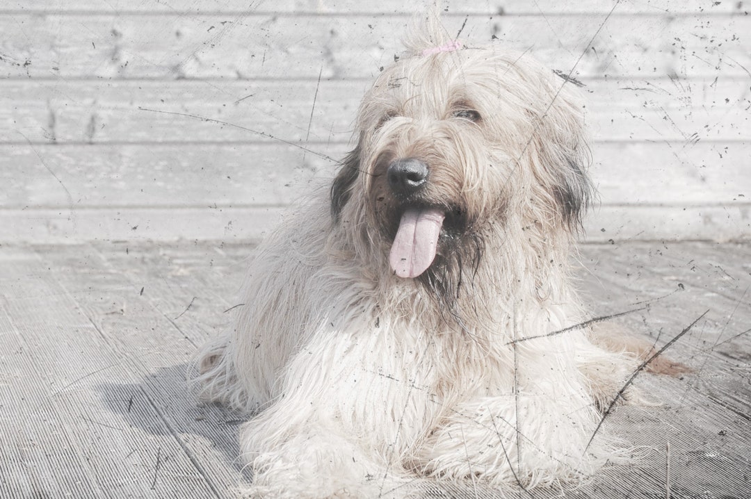 Briard, Golden Retriever and Labrador - Etsy