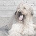 Briard, Golden Retriever and Labrador - Etsy