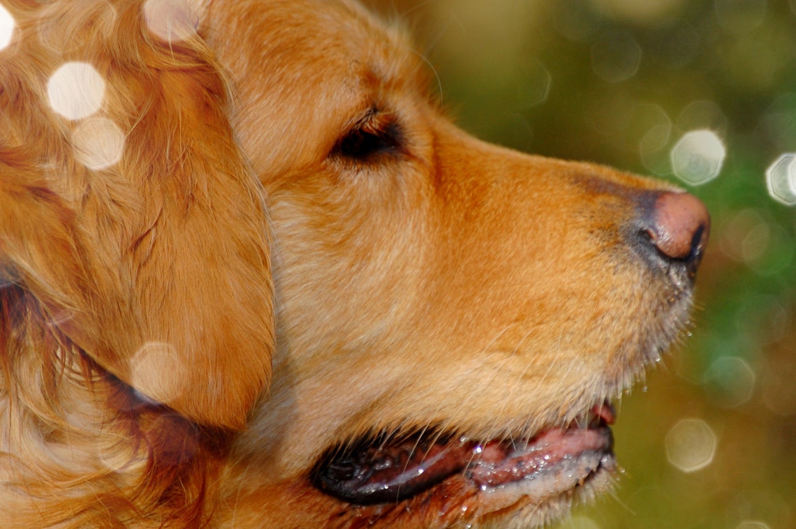 Briard, Golden Retriever and Labrador - Etsy