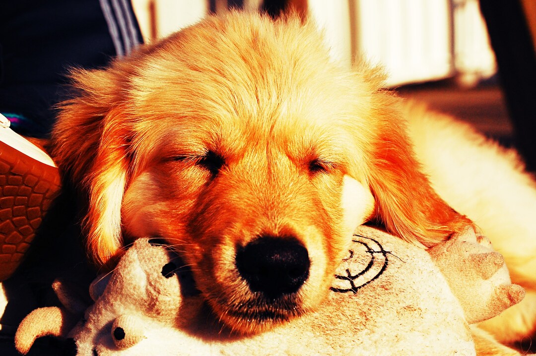 Briard - Golden Retriever - Labrador Puppies - Etsy