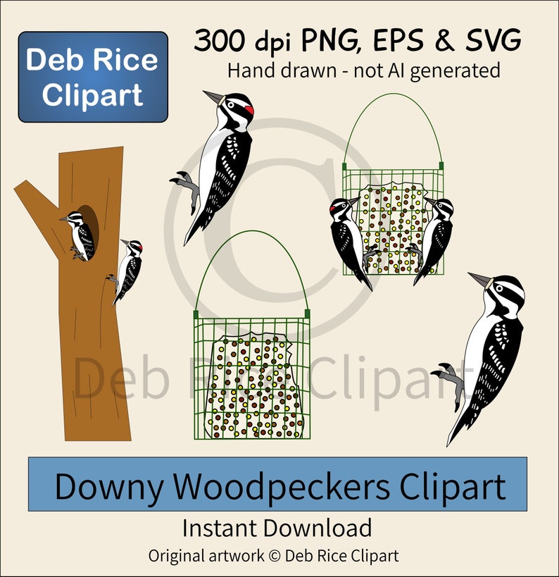 Downy Woodpeckers Clipart Female Downy, Male Downy, Suet Feeder ...