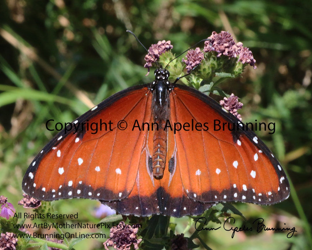 Striated Queen Butterfly (1) on Premium Glossy Photo Paper - Etsy