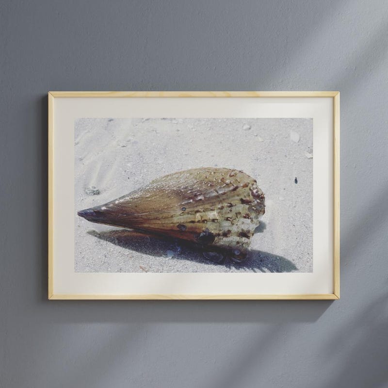 Pen Shell - Etsy