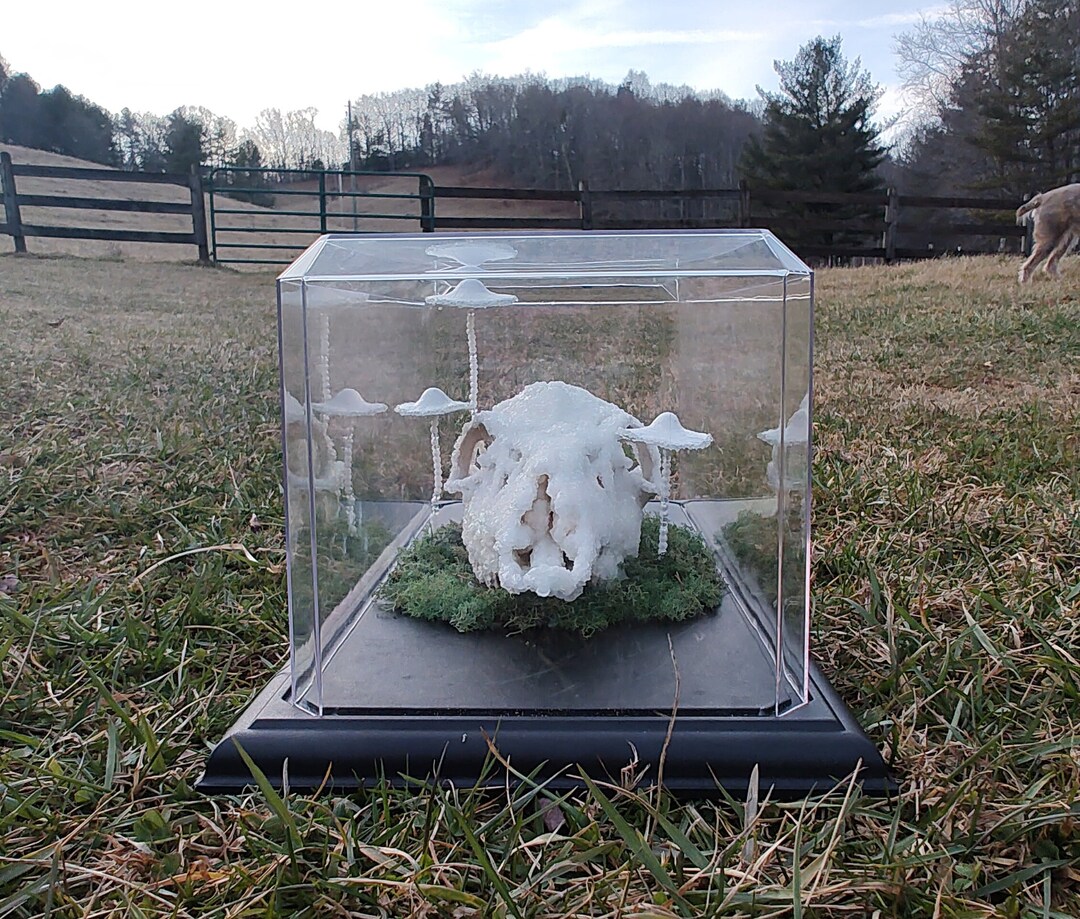 Crystal Coyote Skull in Display Case - Etsy