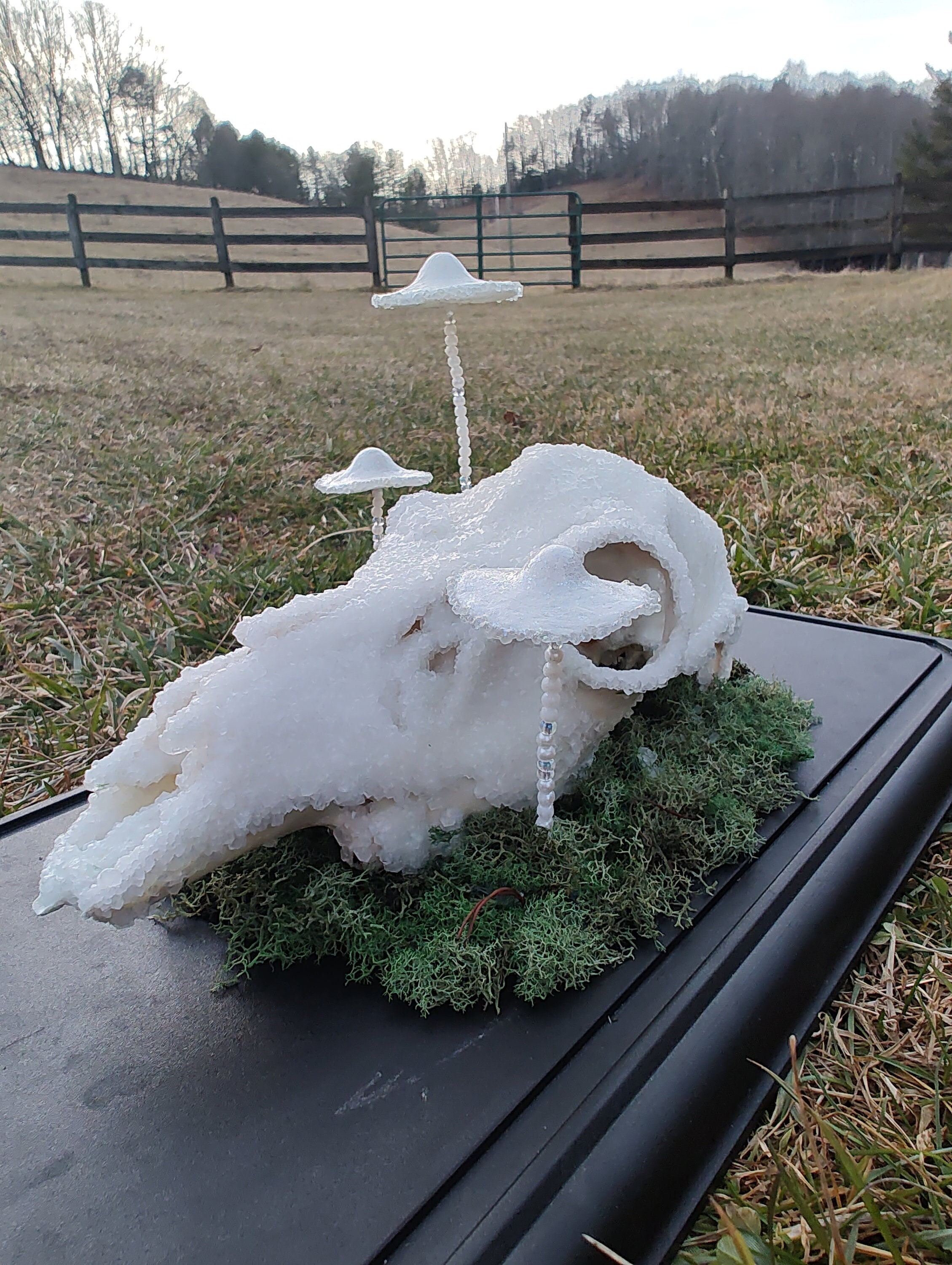 Crystal Coyote Skull in Display Case - Etsy