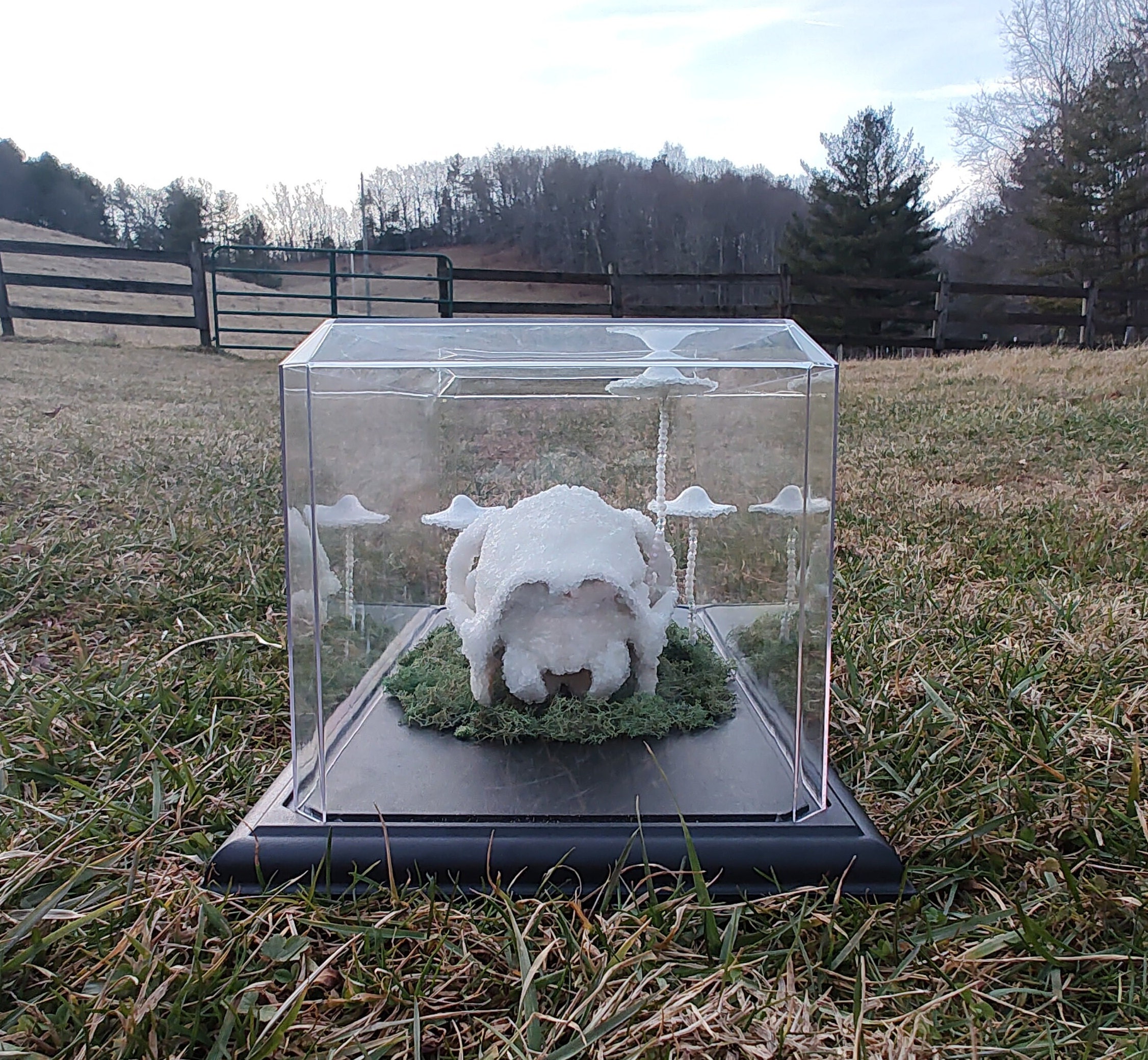 Crystal Coyote Skull in Display Case - Etsy
