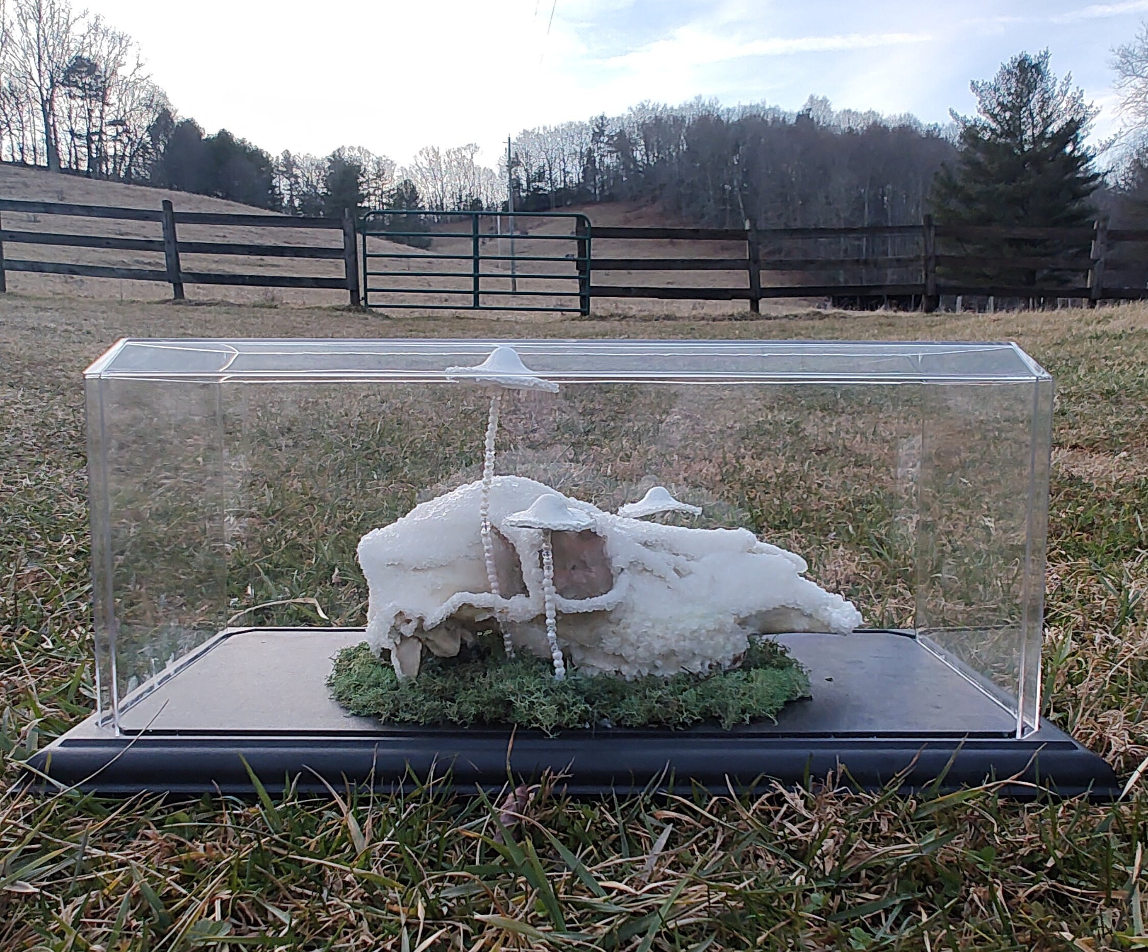 Crystal Coyote Skull in Display Case - Etsy
