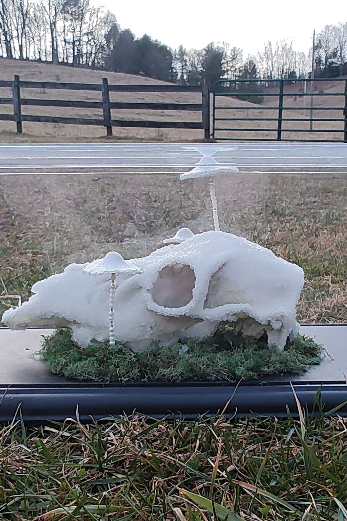 Crystal Coyote Skull in Display Case - Etsy