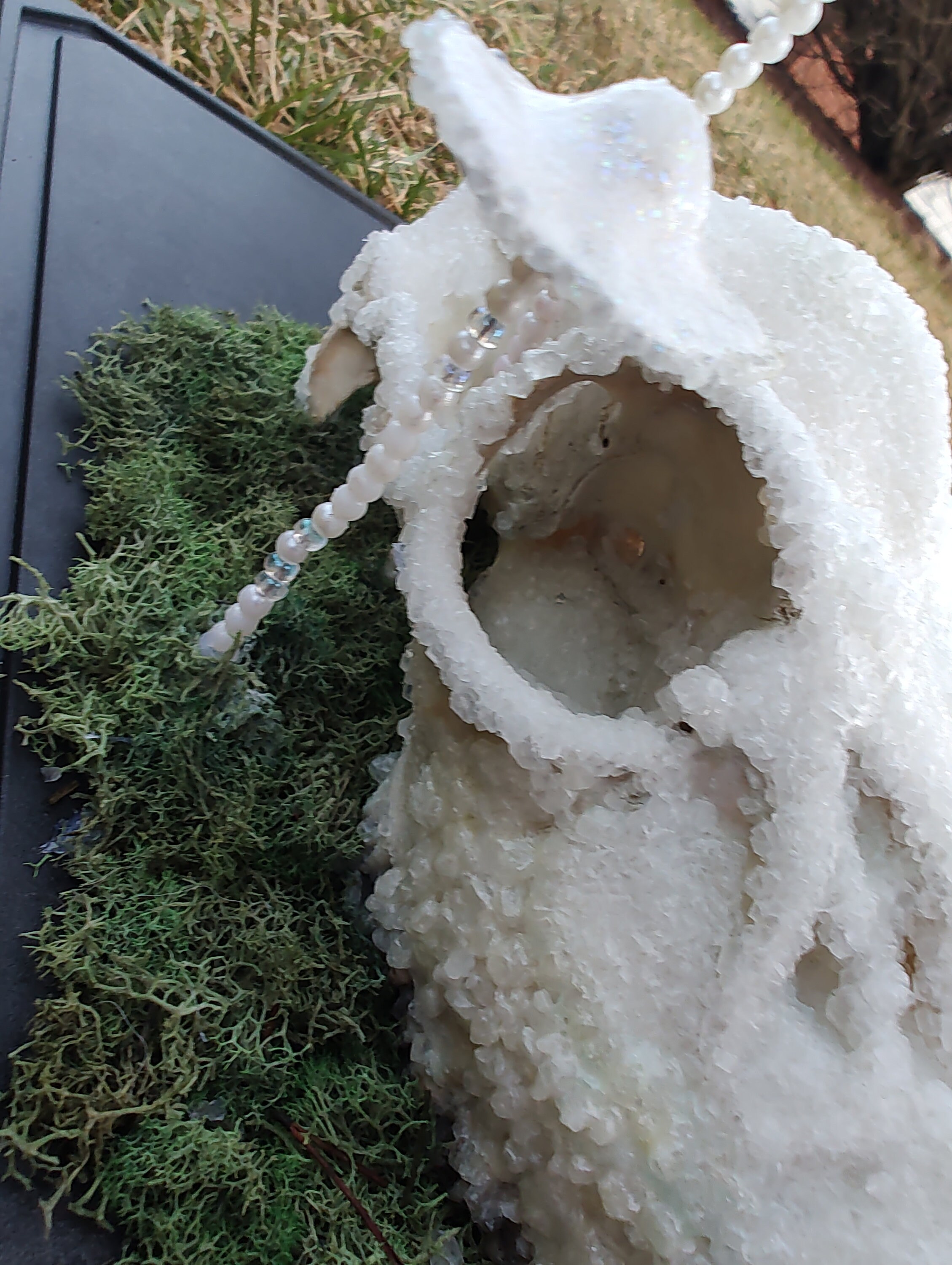 Crystal Coyote Skull in Display Case - Etsy