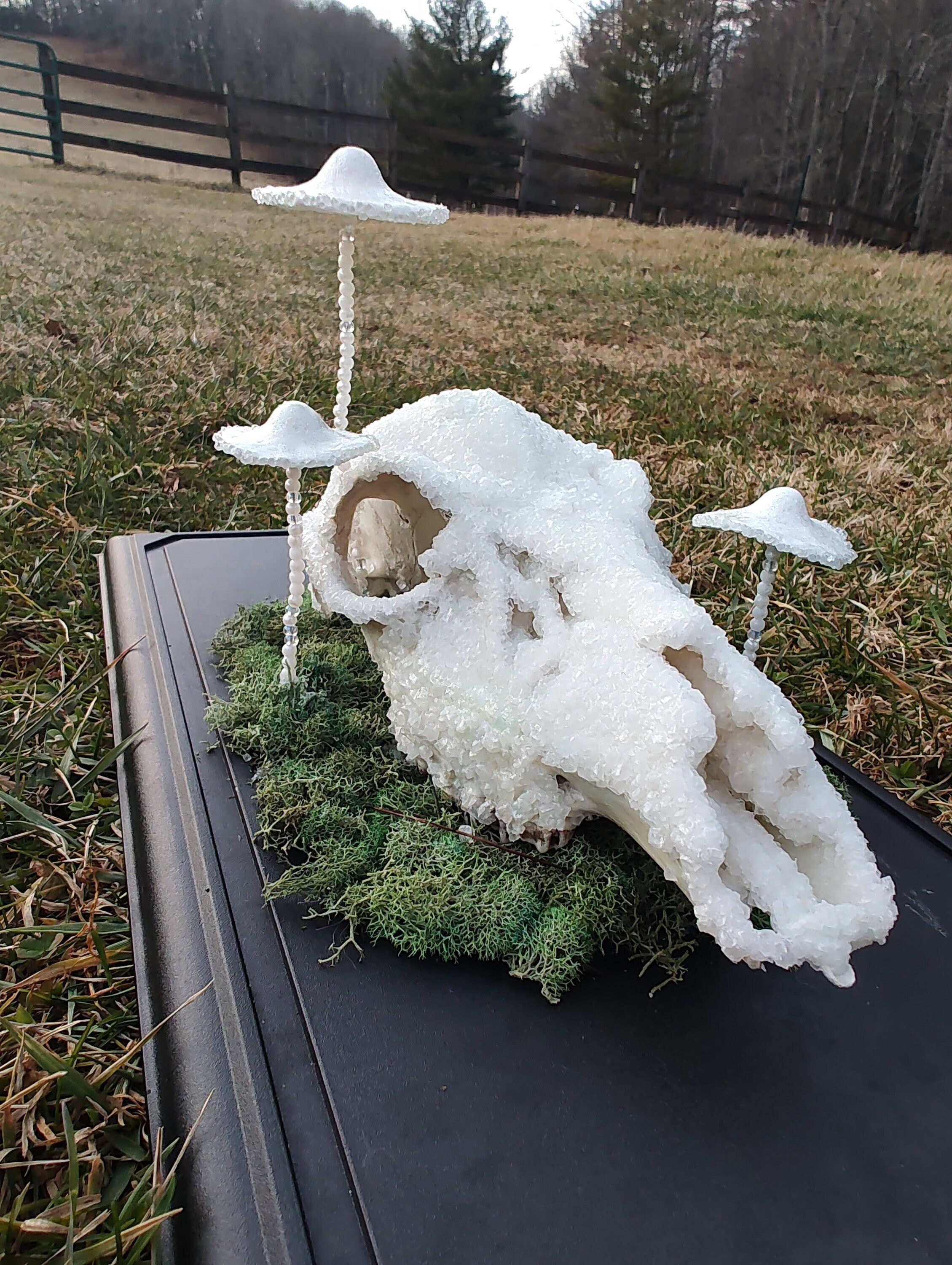 Crystal Coyote Skull in Display Case - Etsy