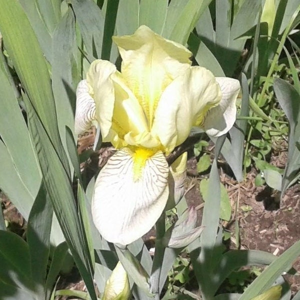 Yellow Iris - Etsy