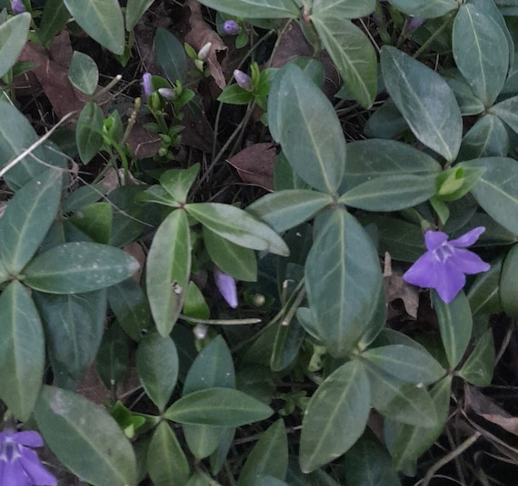 Creeping Myrtle Ground Cover Vinca Minor (Periwinkle): Minnesota