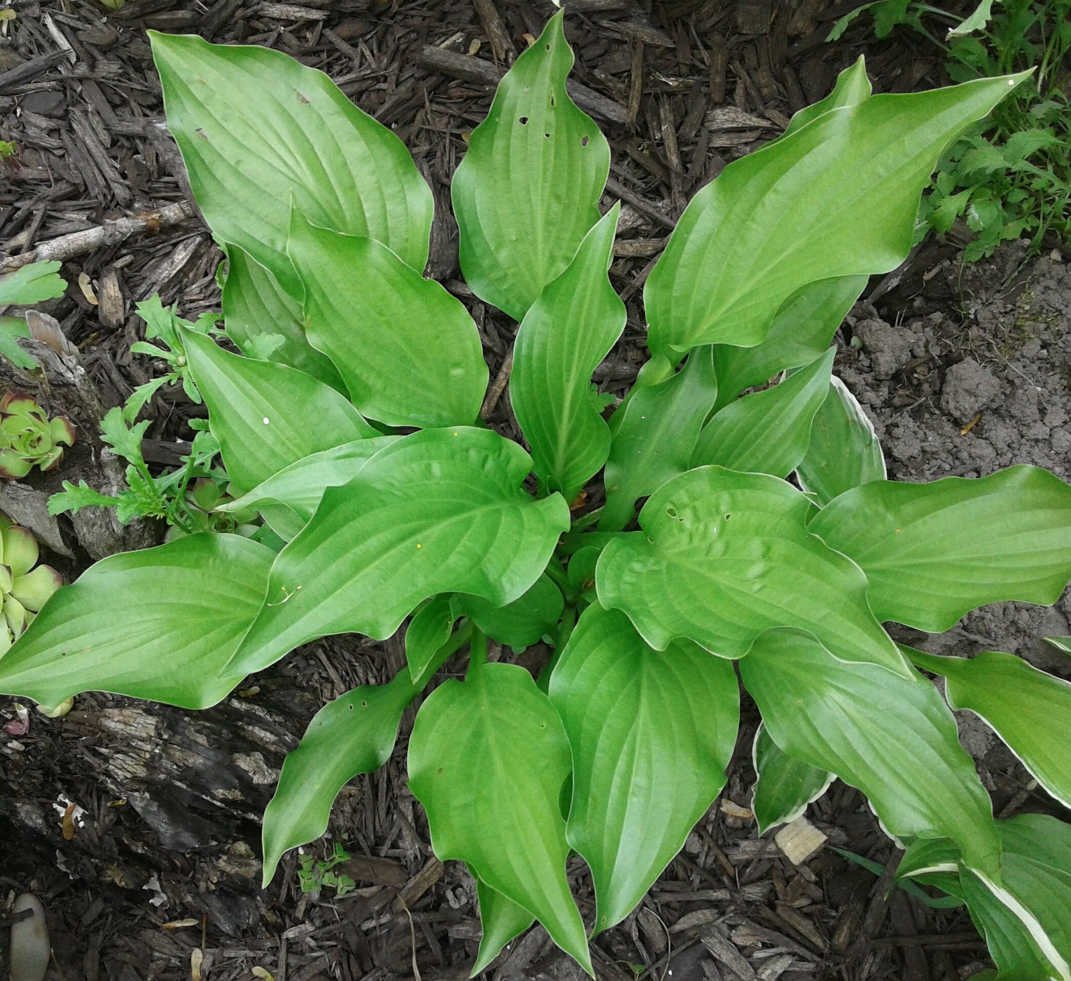 Hosta, Royal Standard Hosta, Plantain Lily - Etsy