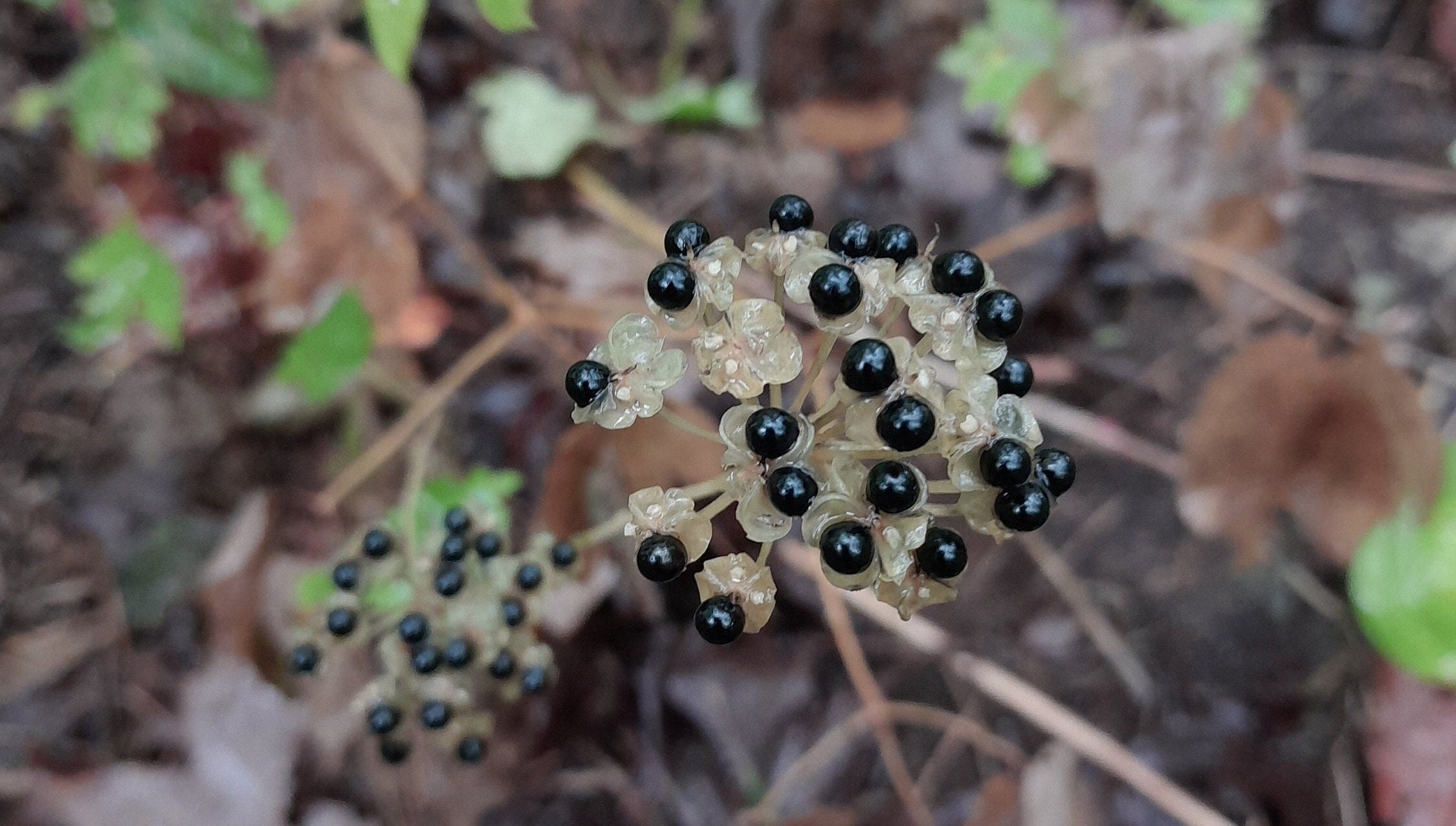 ORGANIC Wild Leeks, Ramps, Allium Tricoccum, SEEDS, UP Grown/foraged ...