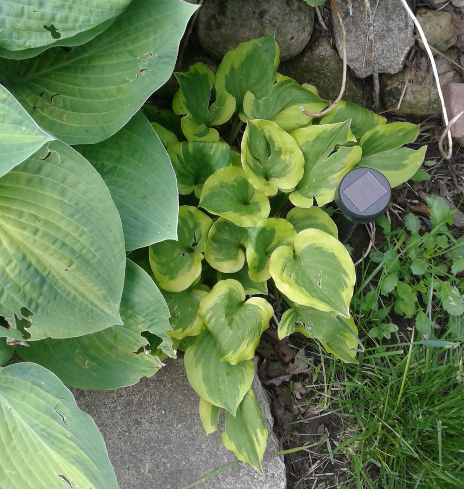 Hosta, Mighty Mouse Hosta - Etsy
