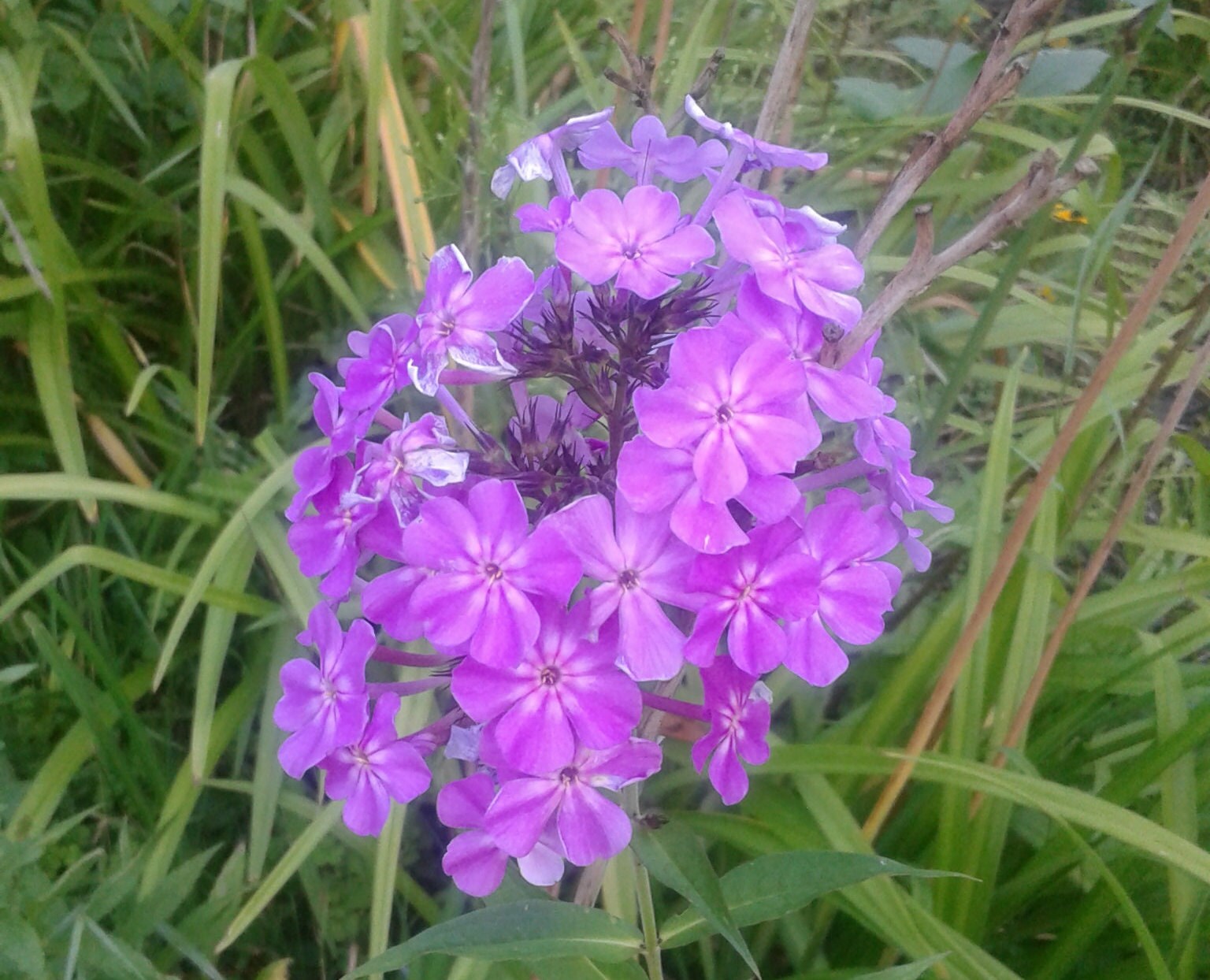 Purple Phlox