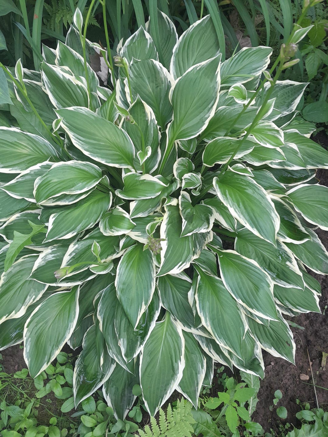 Hosta, Undulata Albo-marginata, Heirloom - Etsy