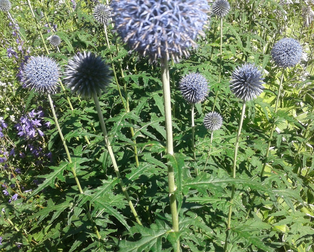 Blue Globe Thistle, UP Grown, ORGANIC, Echinops Ritro, 25 SEEDS, Woman ...