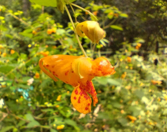 Orange Jewelweed Seeds Impatiens Capensis Seeds Grow Your Own Jewelweed ...