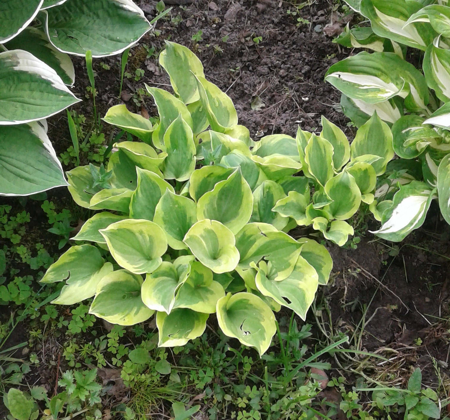 Hosta, Mighty Mouse Hosta - Etsy