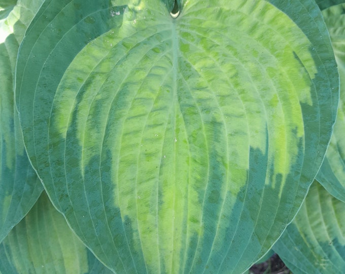 Hosta june - Etsy