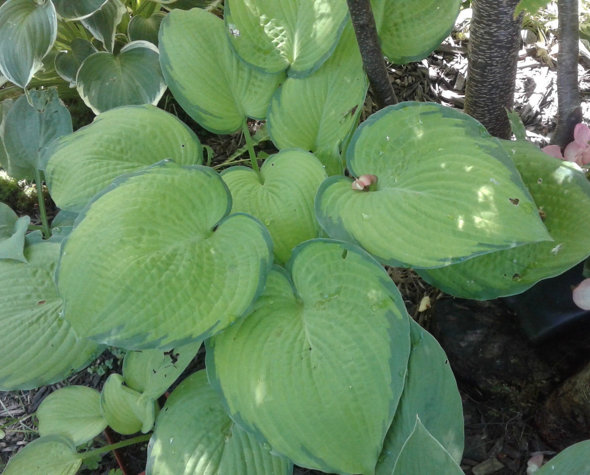 Hosta, Stained Glass Hosta, Plantain Lily - Etsy