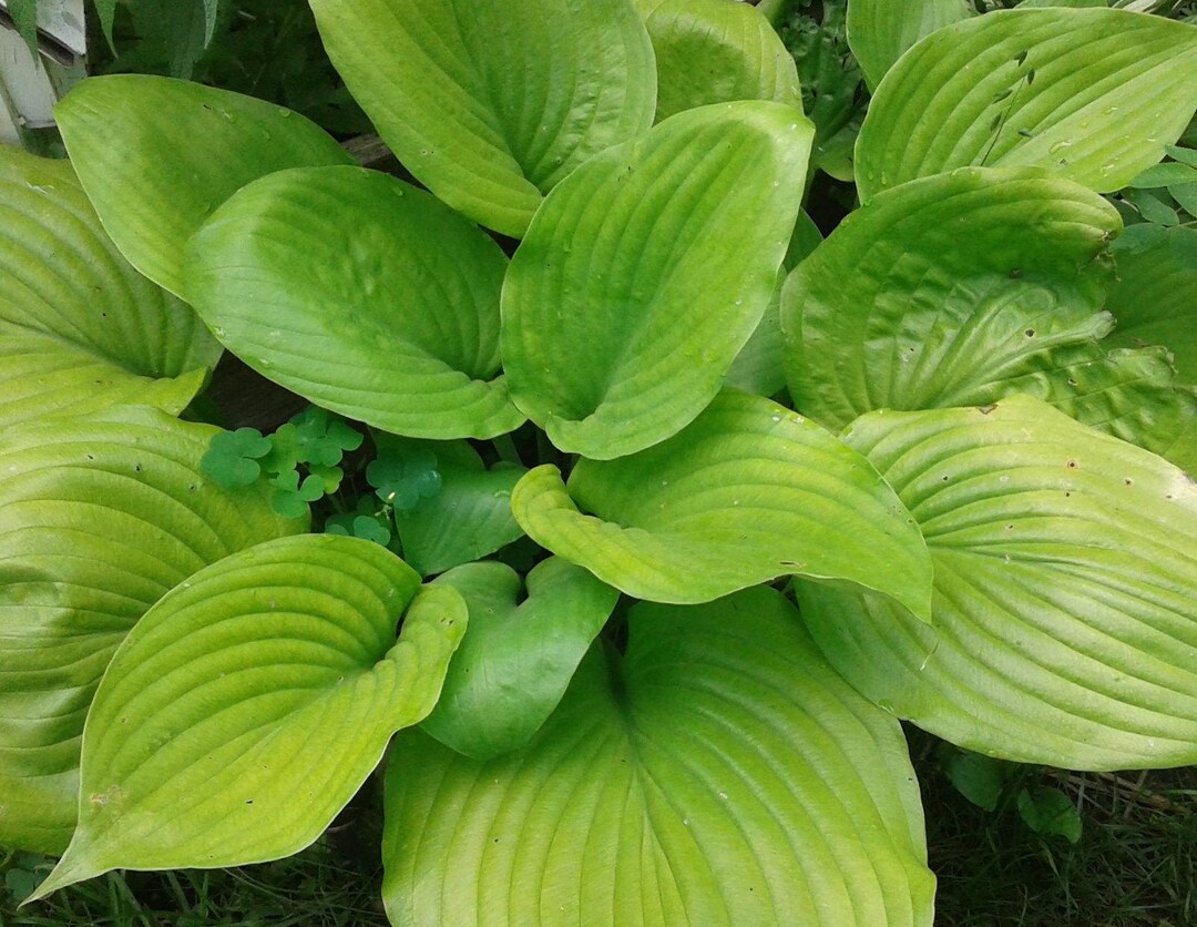 Hosta, Sum and Substance Hosta, Huge Lime Green Hosta, SEEDS - Etsy