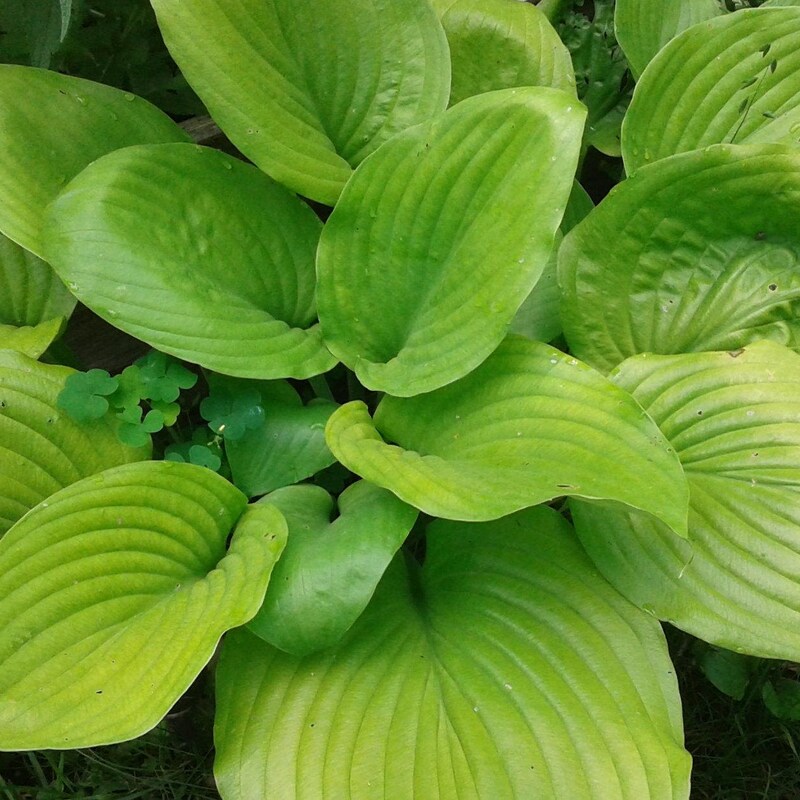 Hosta Mixed - Etsy