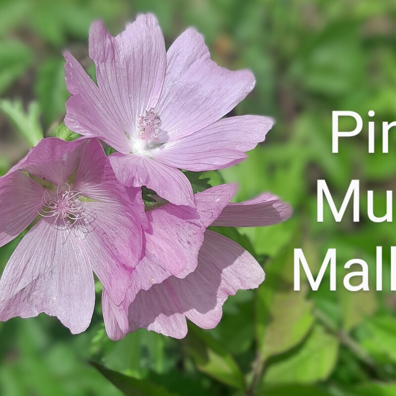 Mallow Plant - Etsy