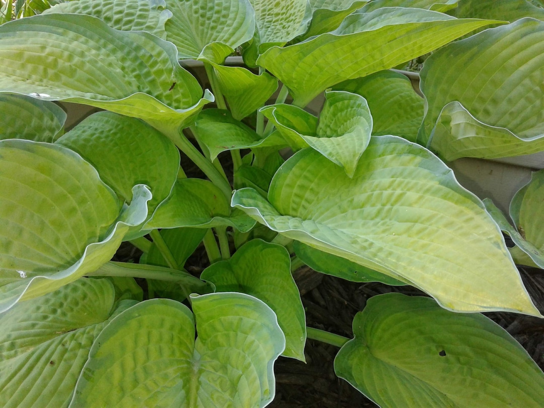 Hosta, 'gold Standard' Hosta, Plantain Lily, SEEDS - Etsy