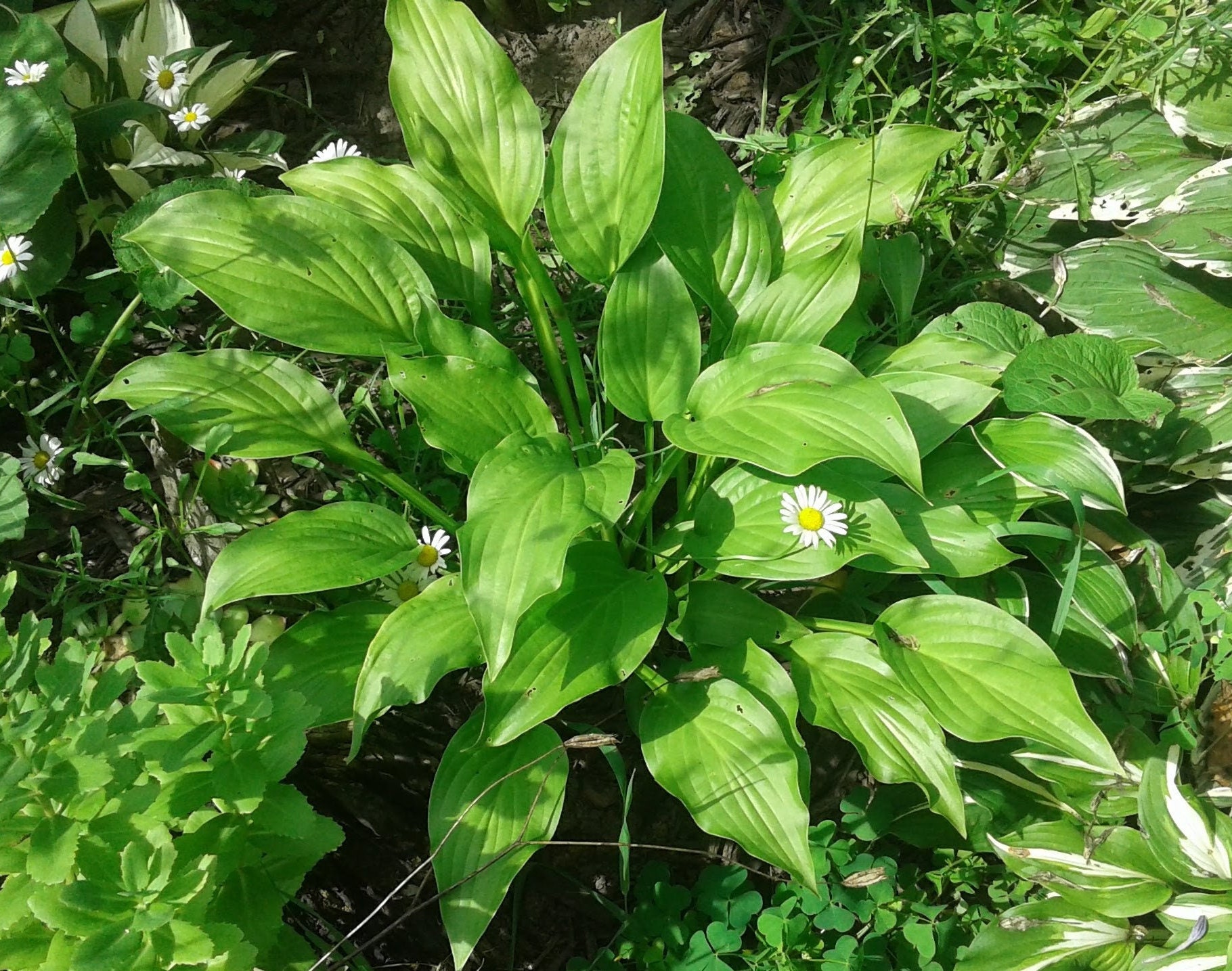 Hosta, Royal Standard Hosta, Plantain Lily - Etsy