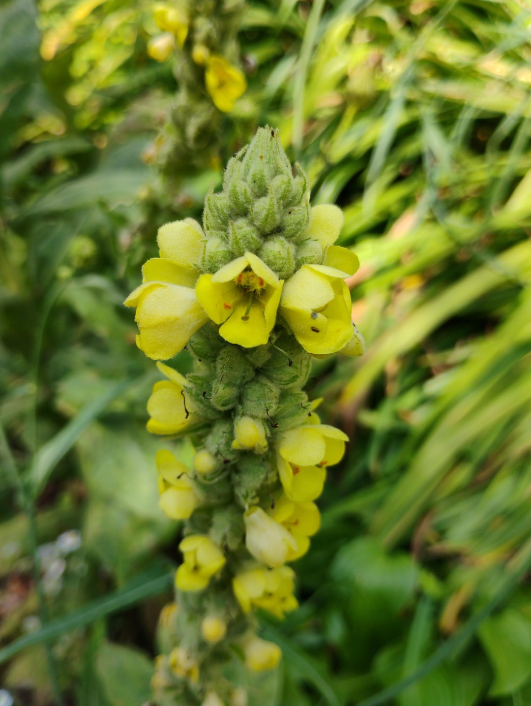 Mullein SEEDS, 100+ Herbal Remedy Seeds, ORGANIC, Common Mullein ...