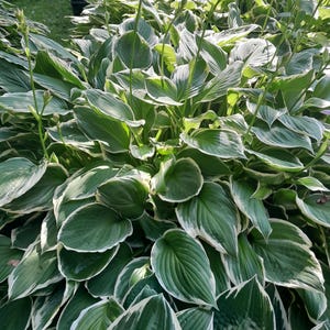 Hosta, Undulata Albo-marginata, Heirloom - Etsy