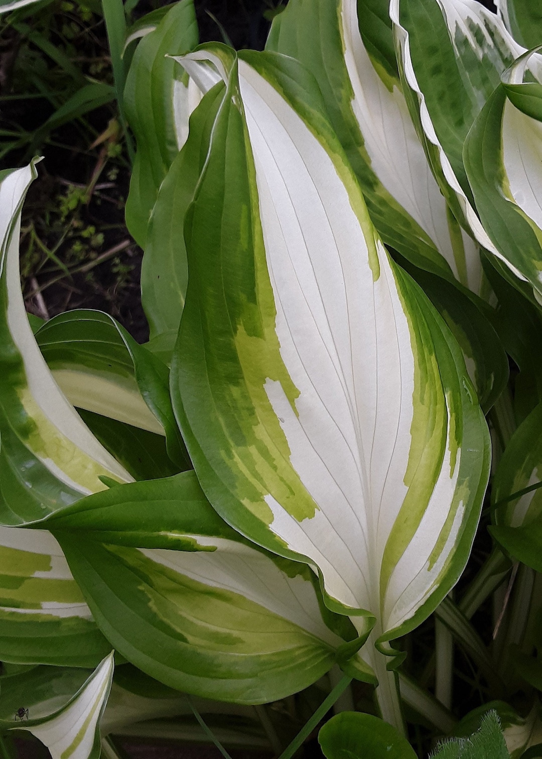 HOSTA, the Striped One, Undulata, White and Green Hosta, Undulata ...